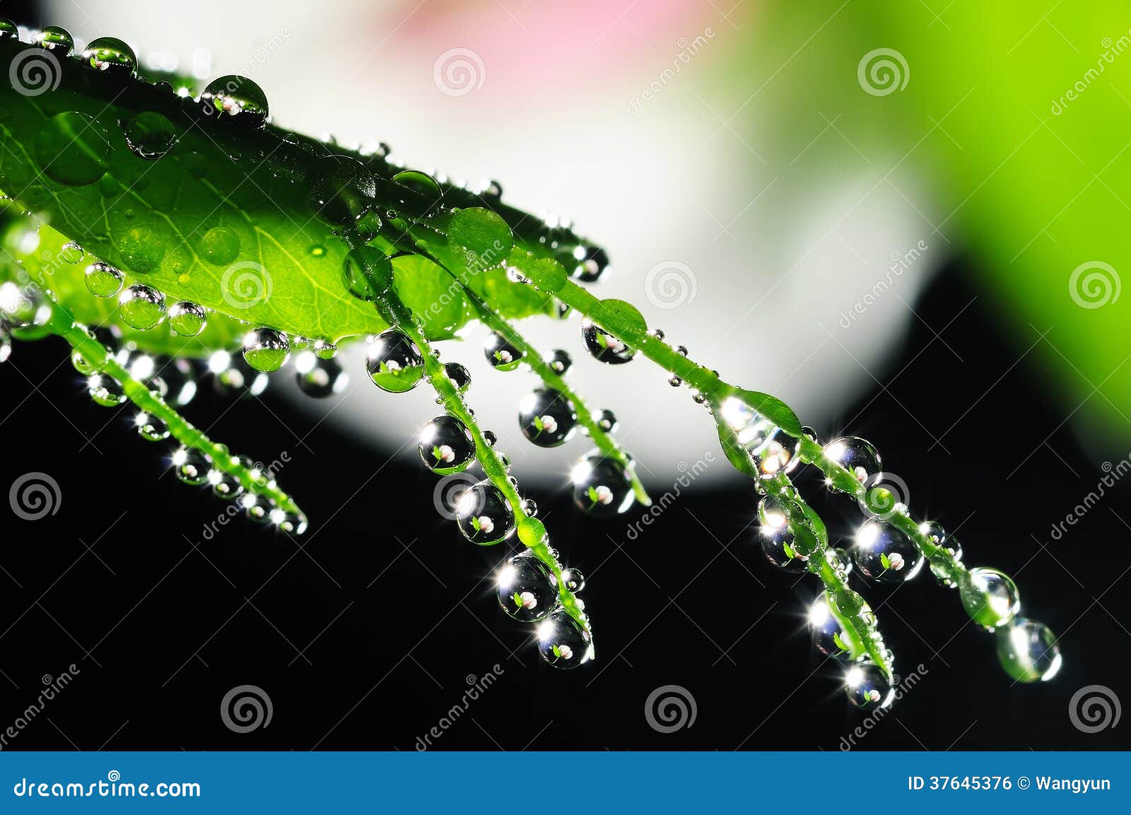 Groen blad met dauw stock foto. Image of ecologie, behoud - 37645376