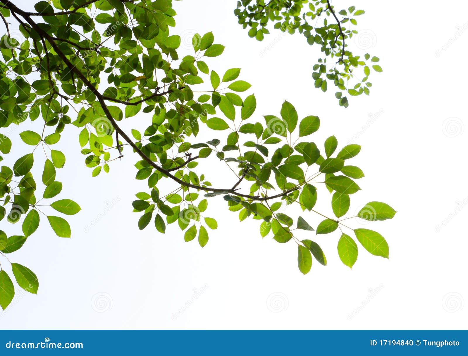 Groen Blad Op Witte Achtergrond Stock Illustratie - Illustration of ...