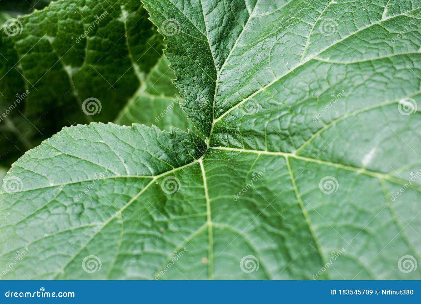 Groen Blad Van Gele Pompoenplant Stock Afbeelding - Image of voedsel ...