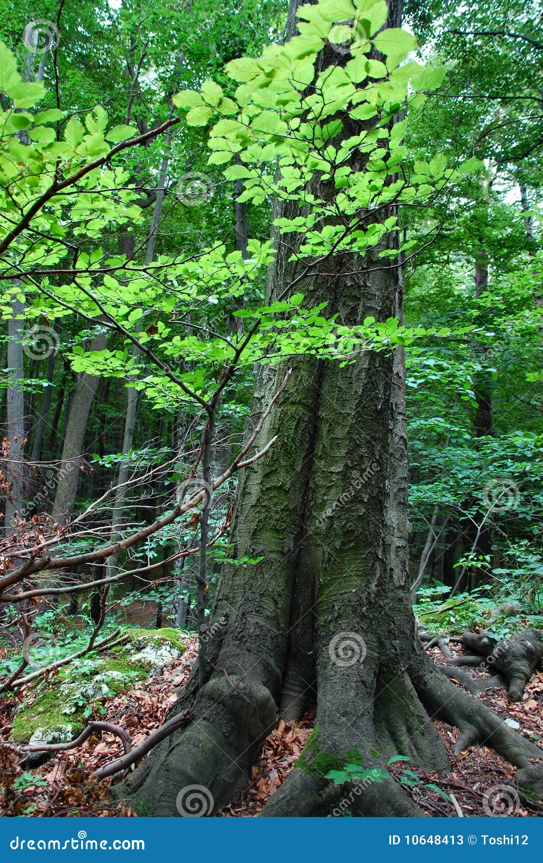 Groen bos stock afbeelding. Image of groen, silhouet - 10648413