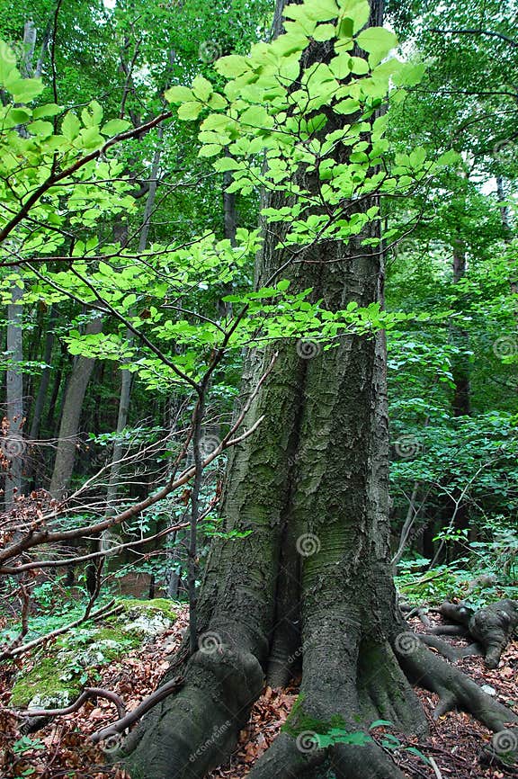 Groen bos stock afbeelding. Image of groen, silhouet - 10648413