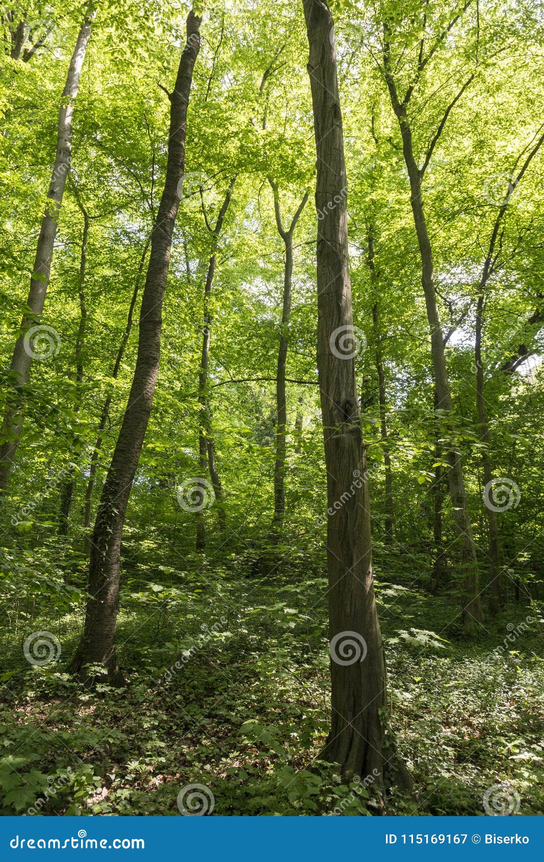 Groen bos stock afbeelding. Image of hout, bomen, maagdelijk - 115169167