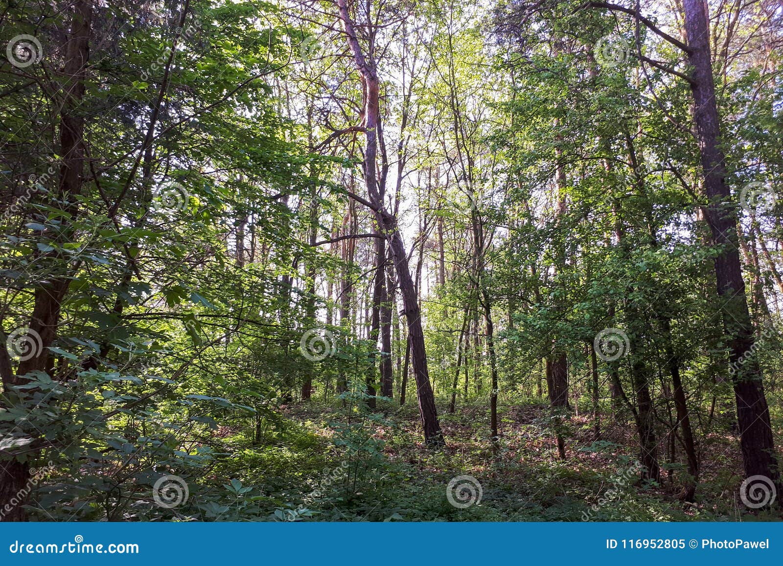 Groen bos stock afbeelding. Image of nave, donker, seizoen - 116952805