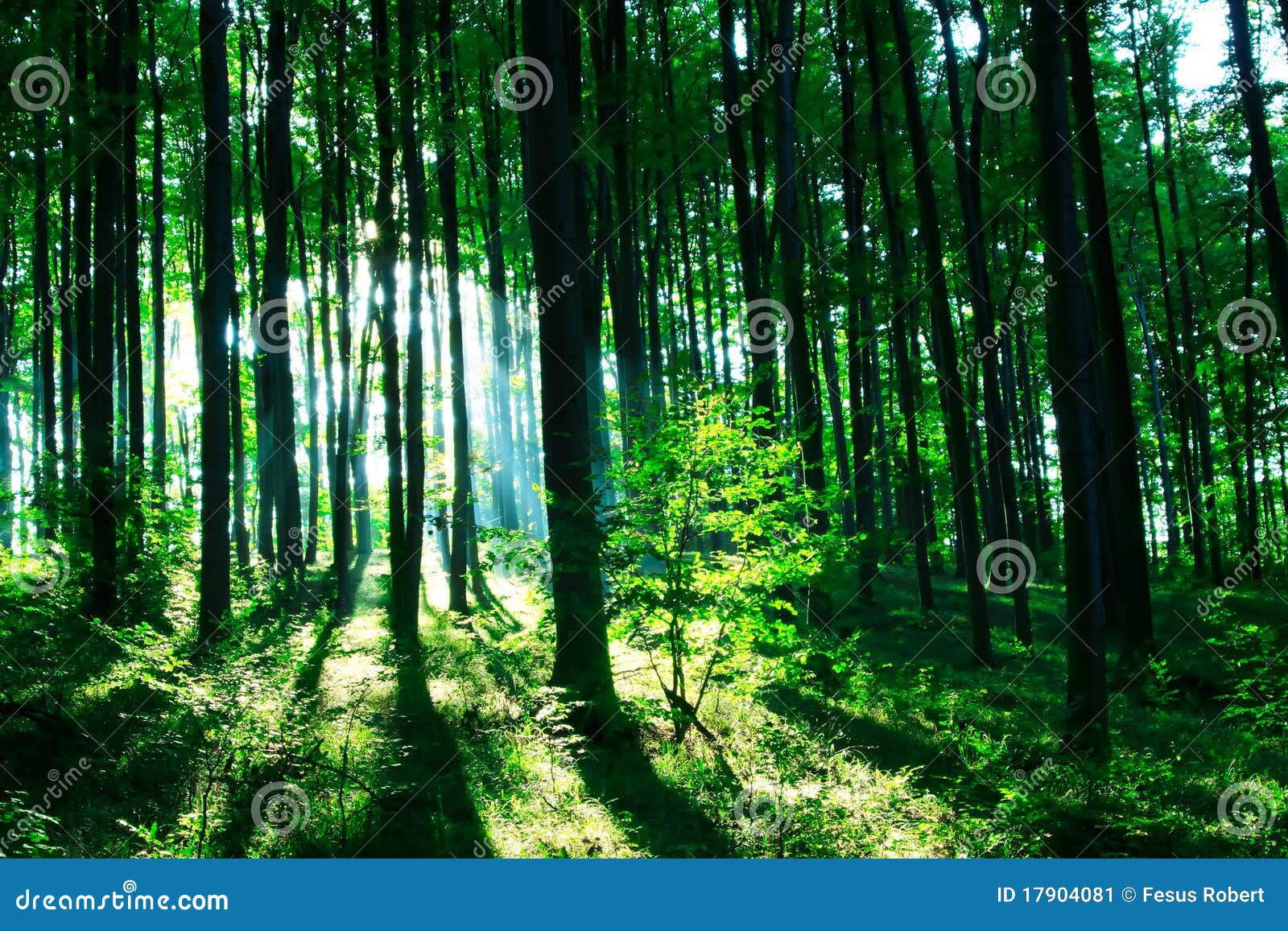 Groen bos stock afbeelding. Image of seizoen, openlucht - 17904081