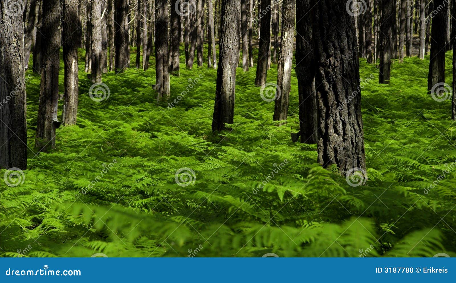 Groen bos stock foto. Image of zomer, schoonheid, blad - 3187780