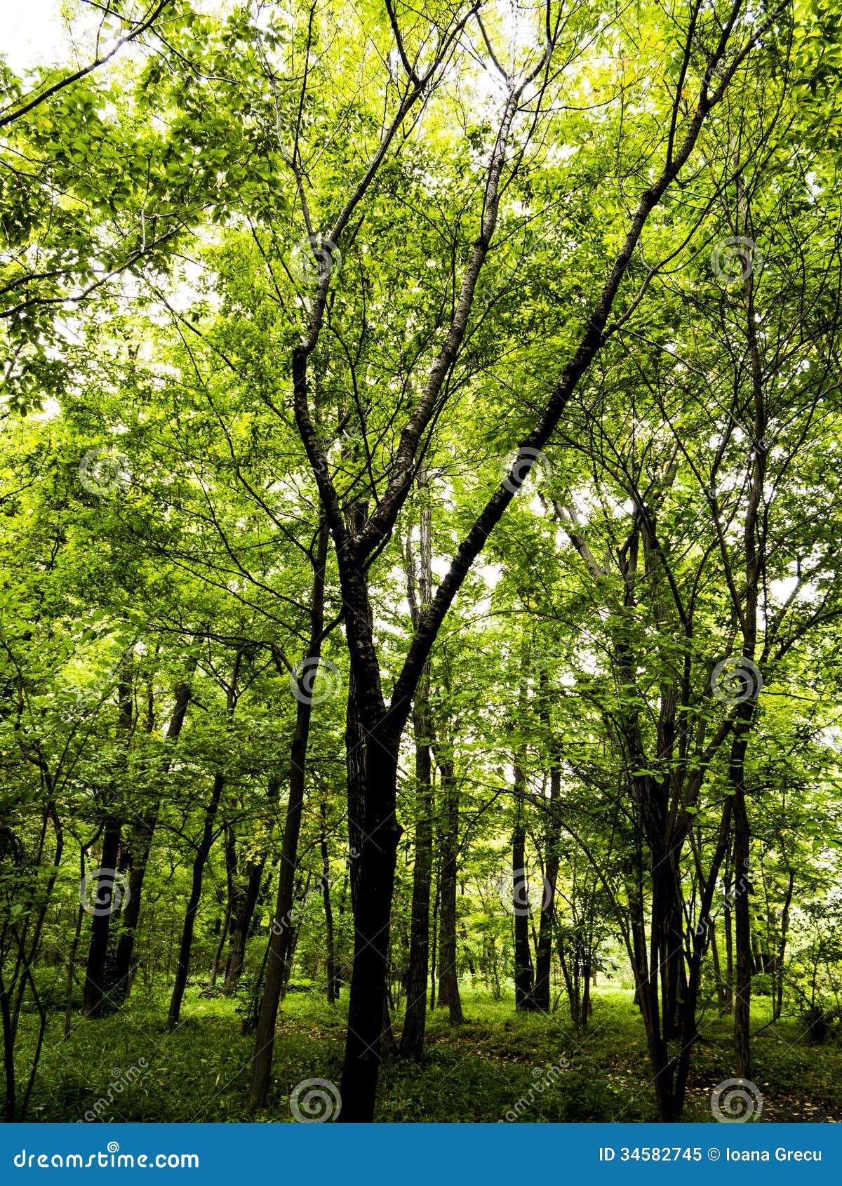 Groen bos stock afbeelding. Image of zonnig, bomen, lang - 34582745