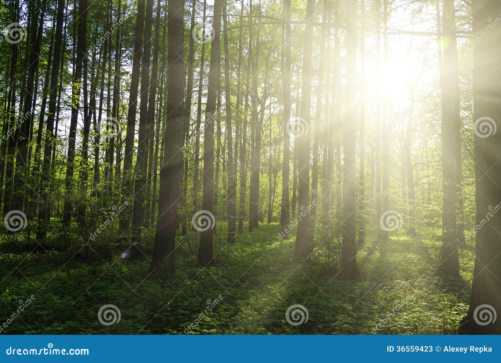 Groen bos stock afbeelding. Image of berk, licht, tafereel - 36559423