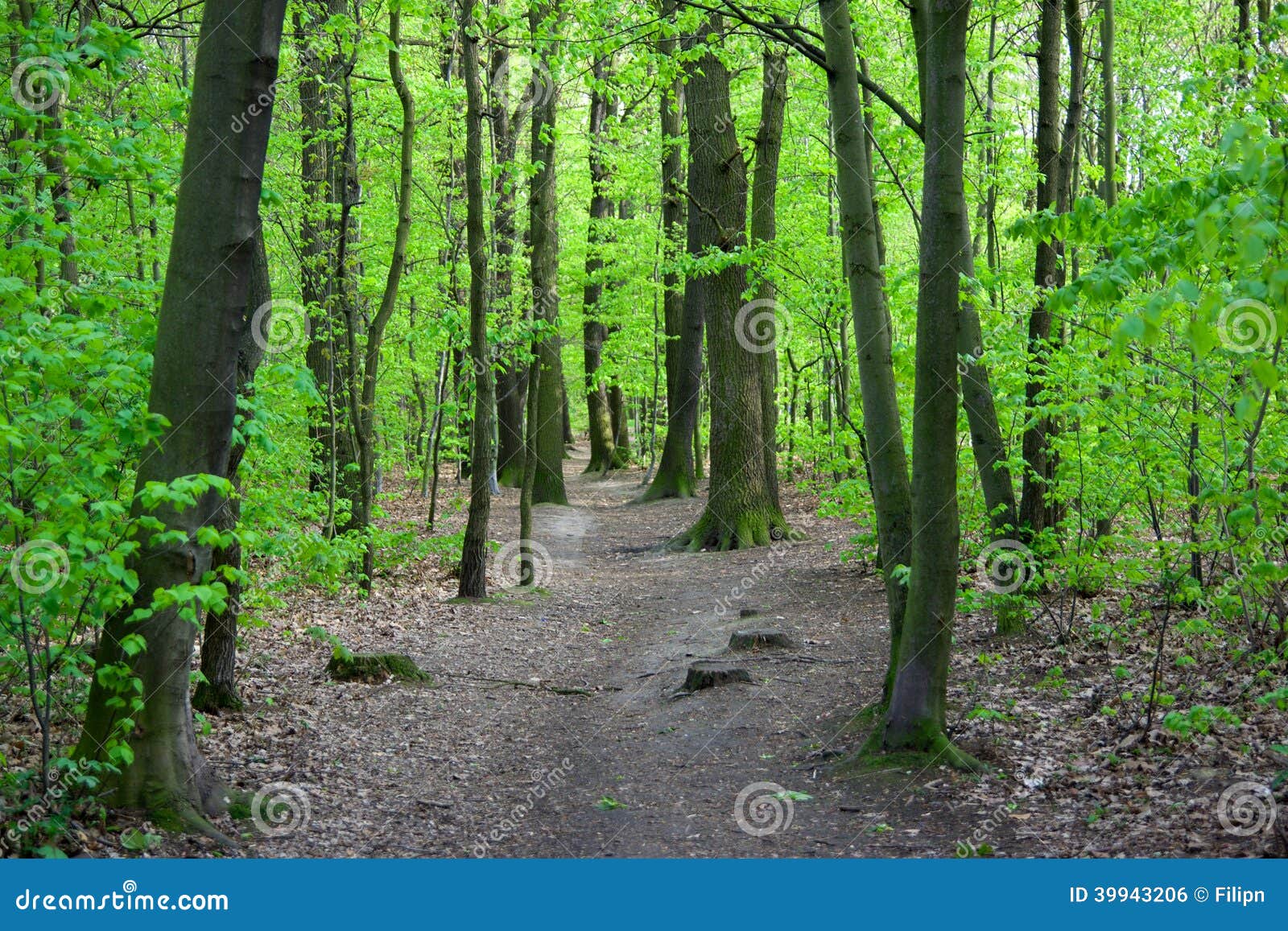 Groen bos stock foto. Image of nave, park, installaties - 39943206