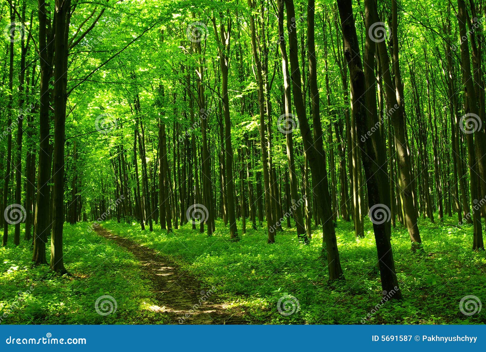 Groen bos stock afbeelding. Image of vergankelijk, neiging - 5691587