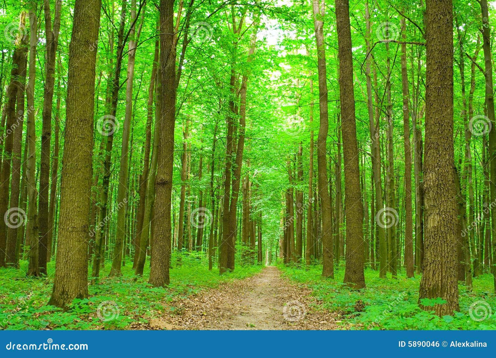 Groen bos stock foto. Image of mooi, takken, naughty, installaties ...