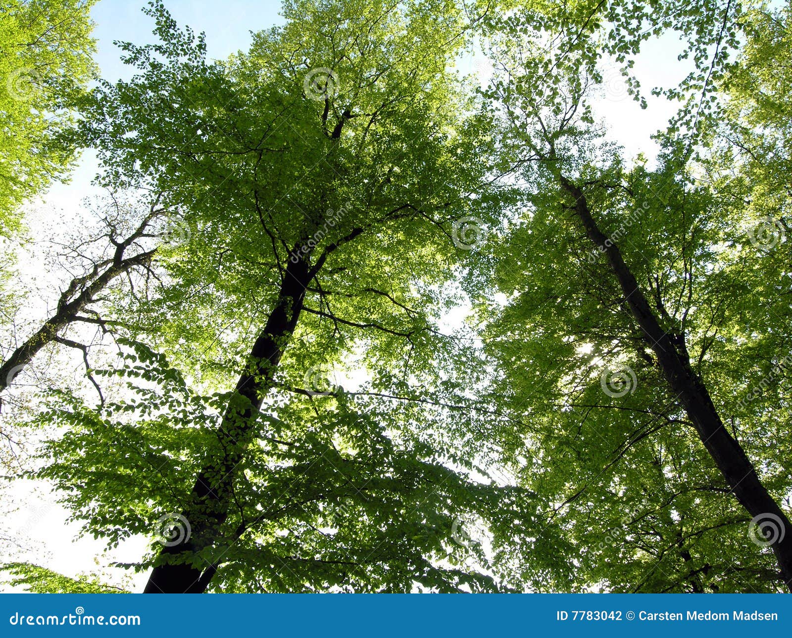 Groen Bos Picture. Image: 7783042