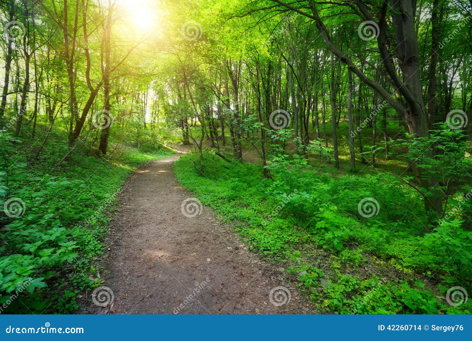 Groen Bos Met Weg En Zonlicht Stock Foto - Image of installatie, bomen ...