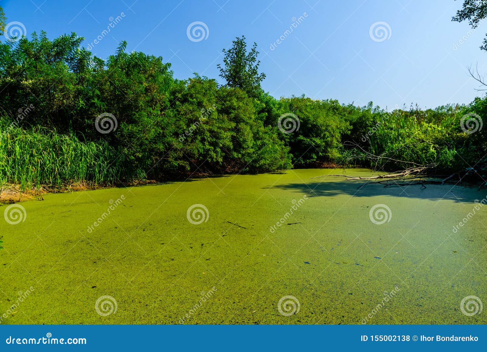 Groen Eendekroos Op Een Oppervlakte Van Het Moeras in Bos Stock Foto ...