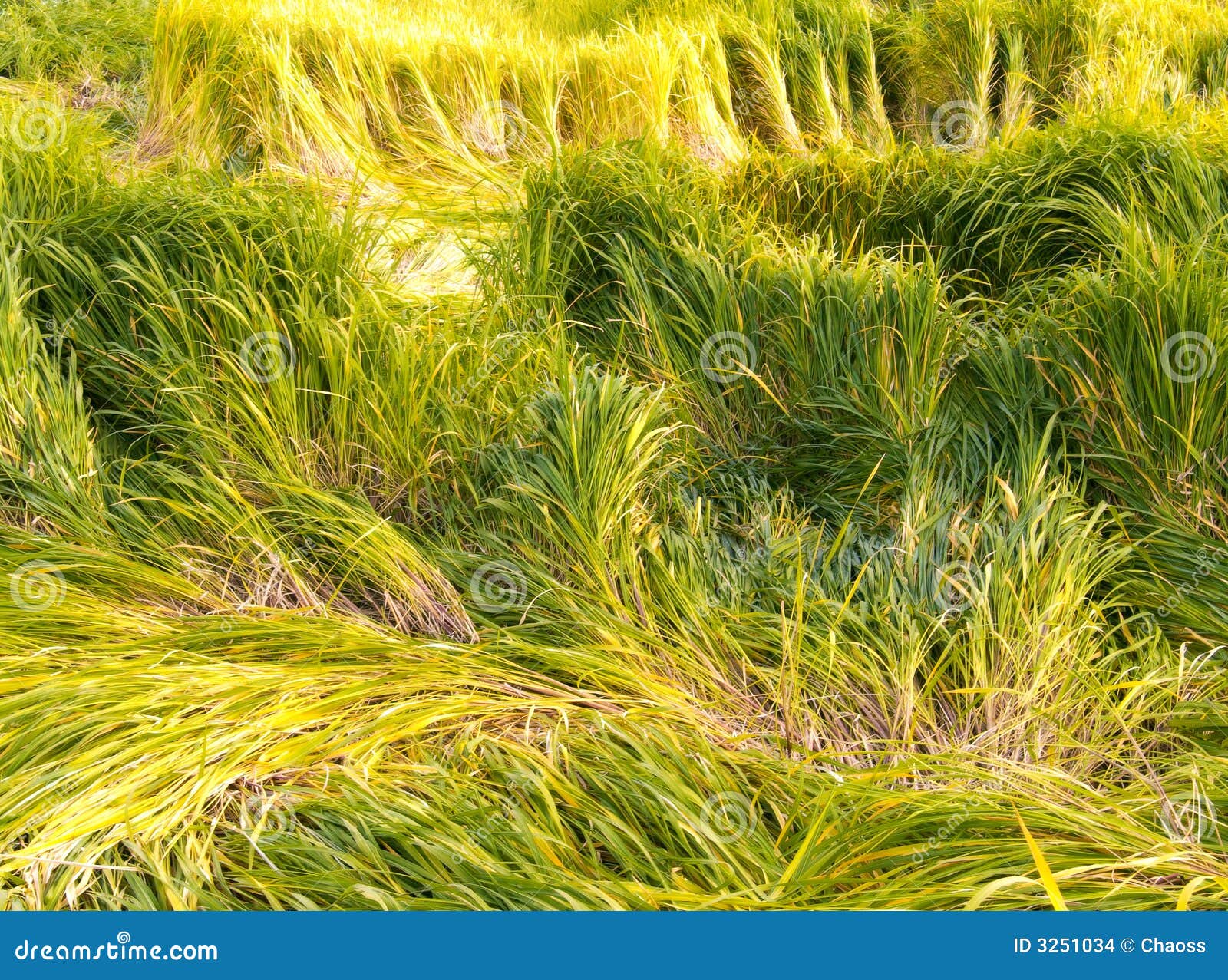 Groen en geel gras stock foto. Image of trillend, moeras - 3251034