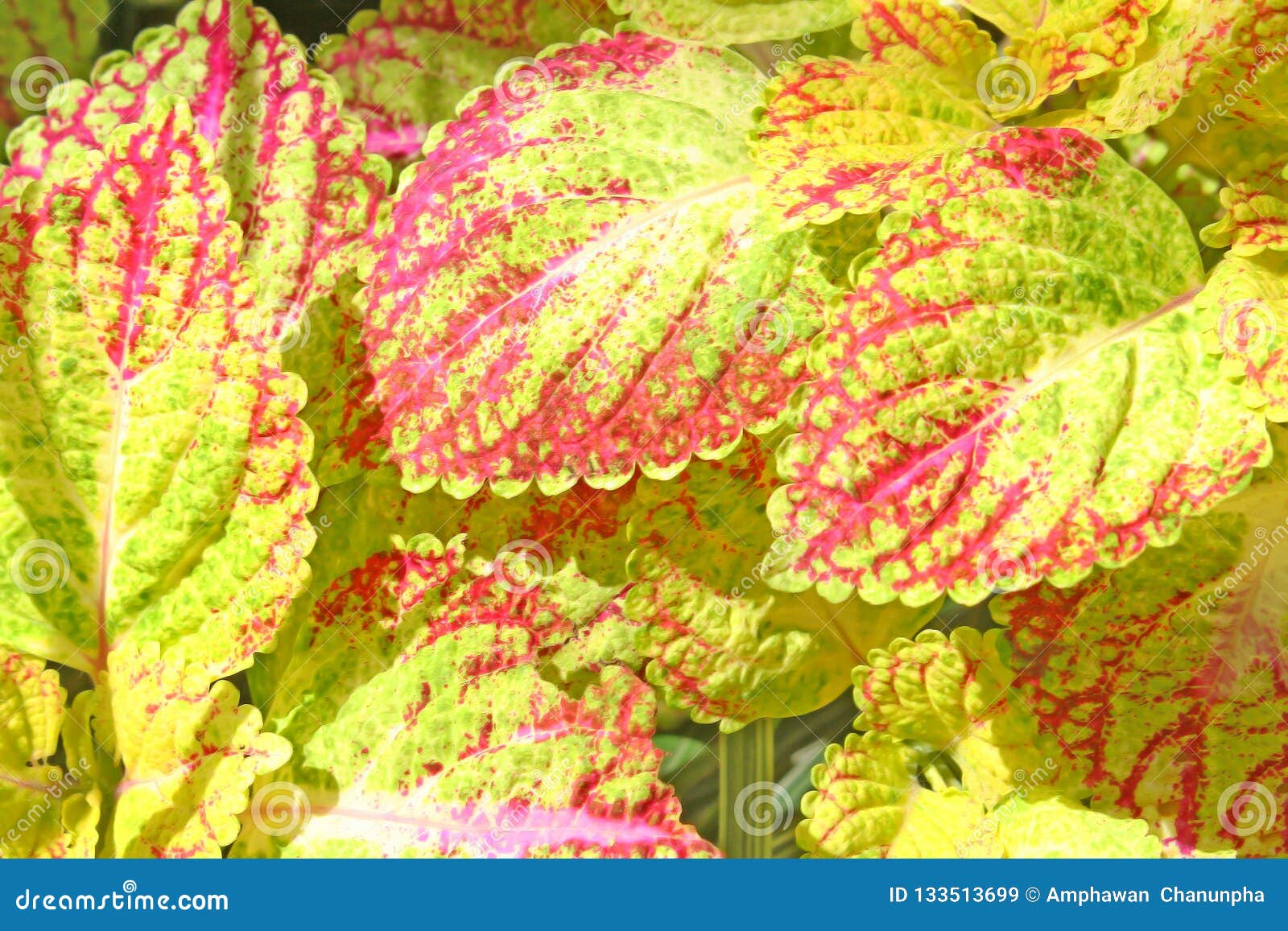 Groen En Rood Blad Van Siernetel Stock Afbeelding - Image of ...