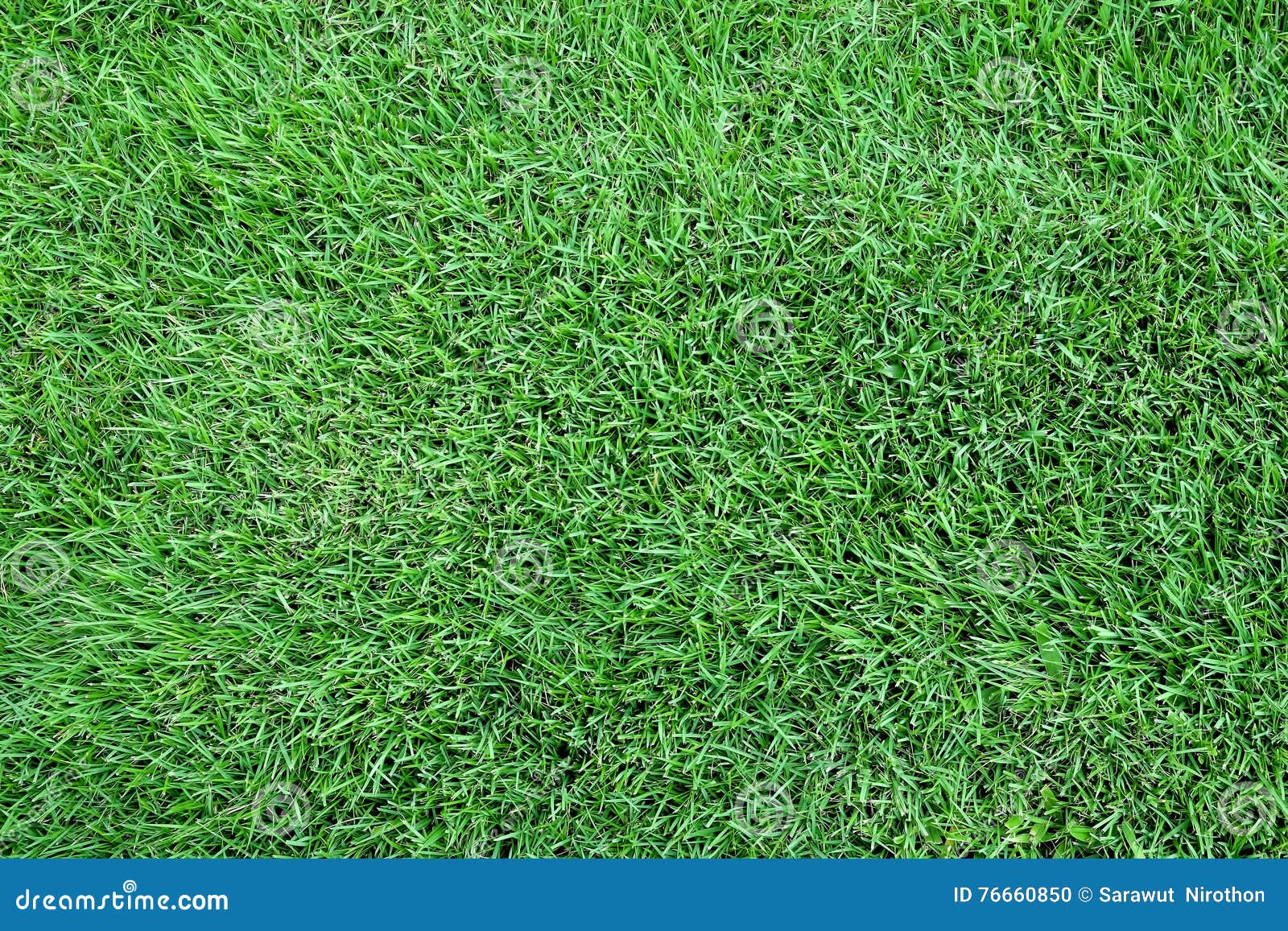 Groen Gazon, Grasveld Voor Achtergrond Stock Foto - Image of patroon ...