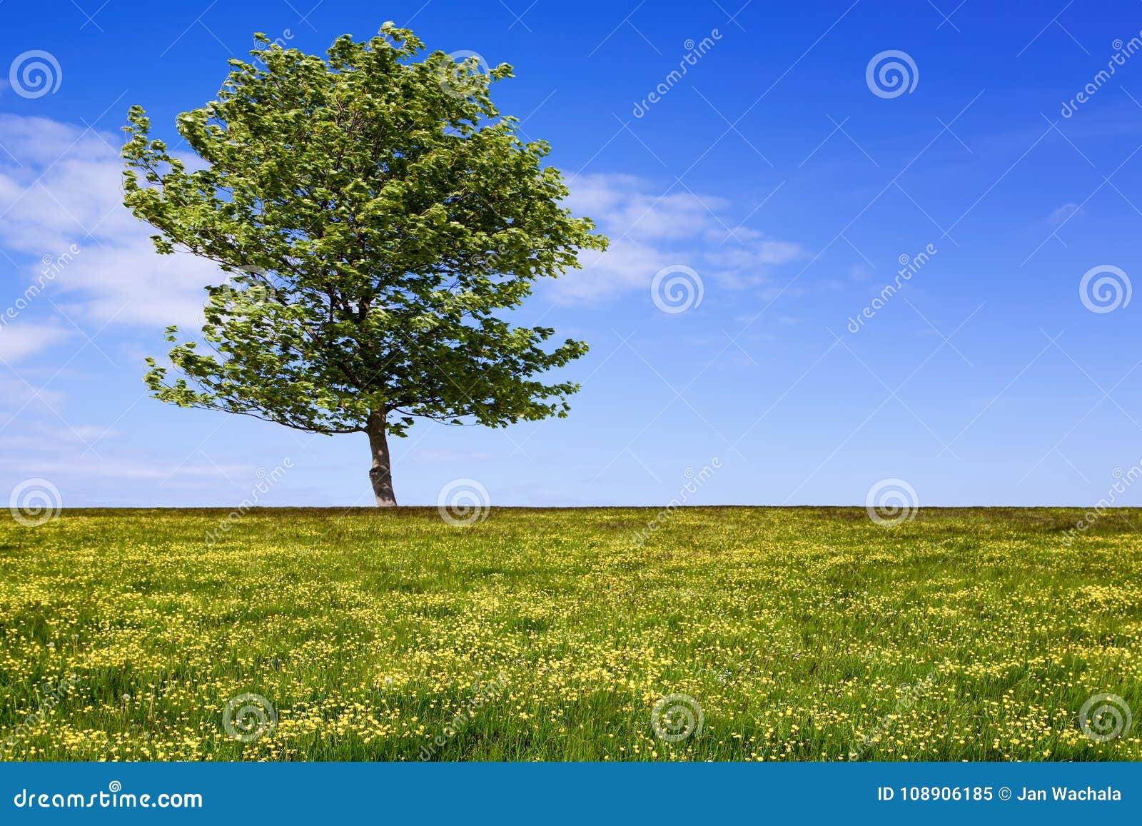 Groen gebied met boom stock afbeelding. Image of helder - 108906185