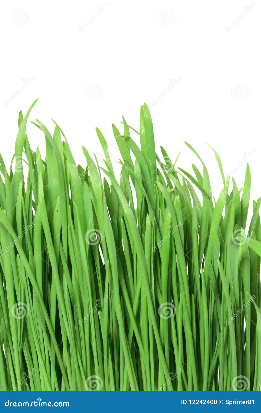 Groen gras stock foto. Image of groei, installatie, gazon - 12242400