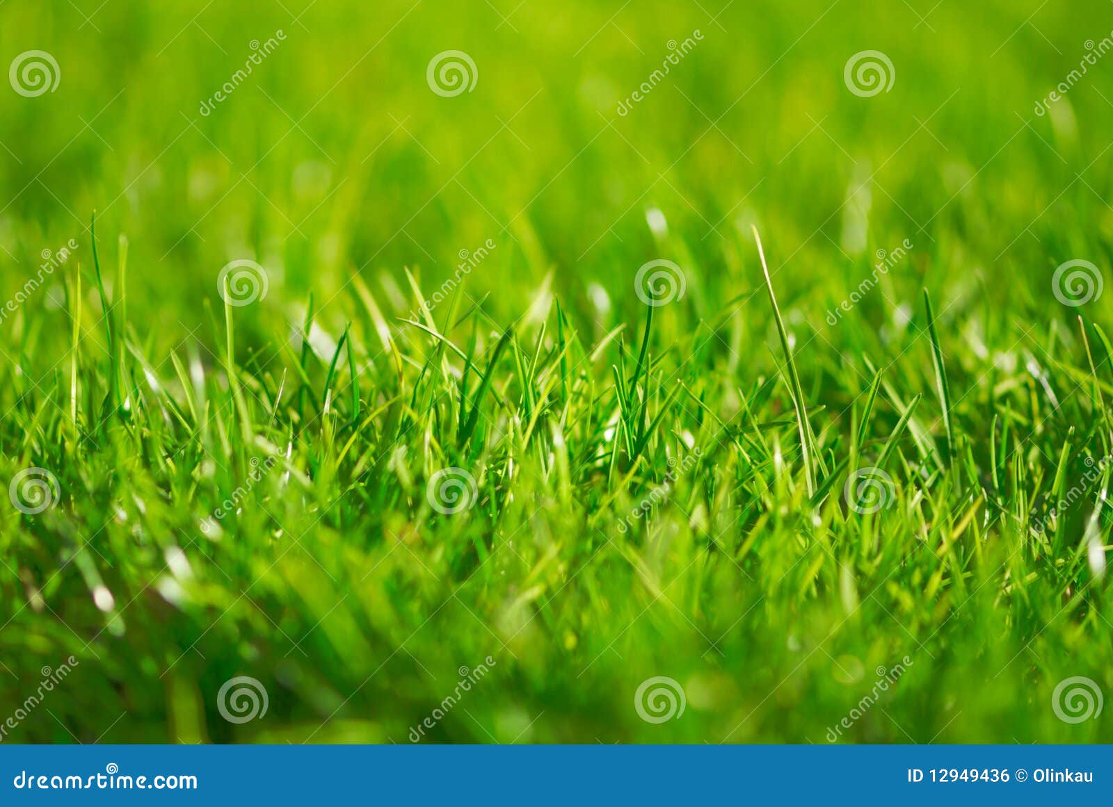 Groen gras stock foto. Image of groei, gazon, gebladerte - 12949436