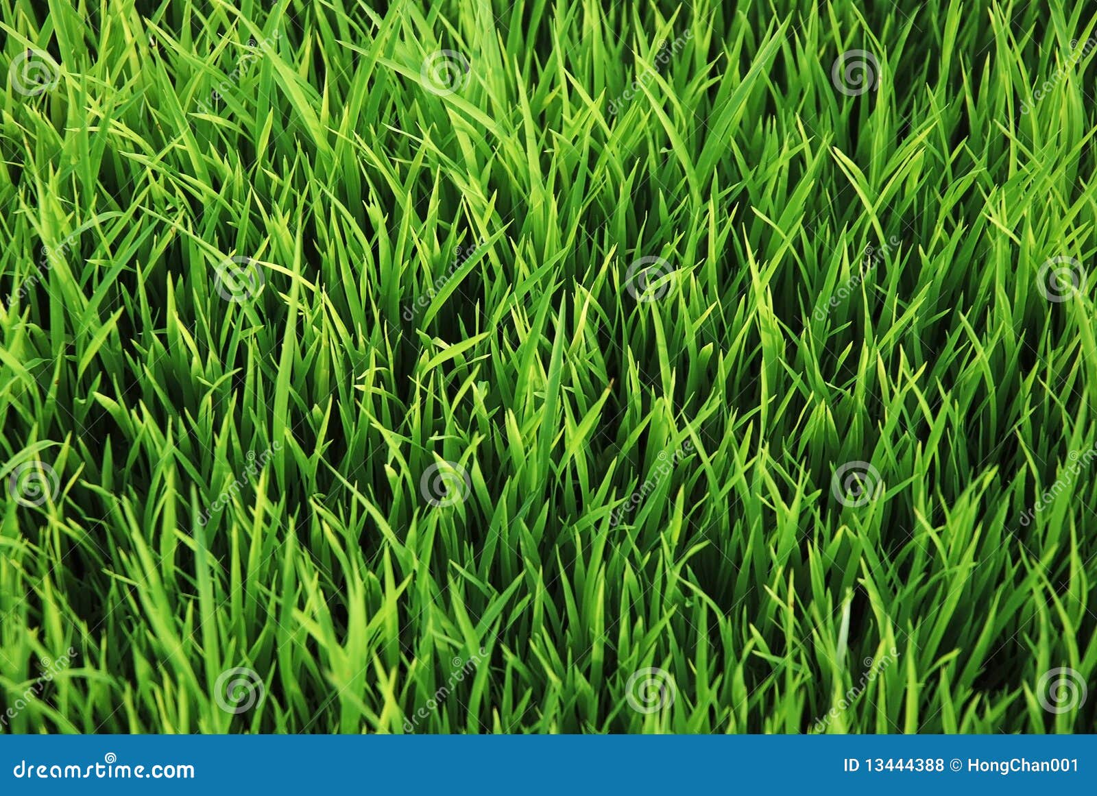 Groen gras stock foto. Image of vers, achtergrond, stam - 13444388