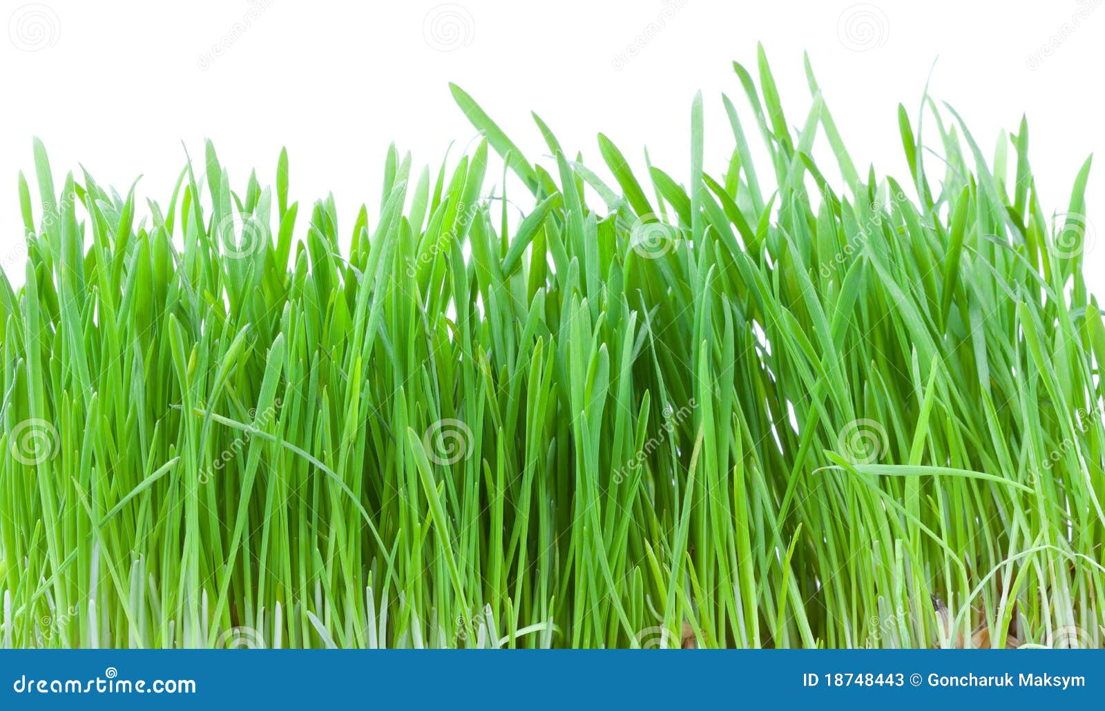 Groen gras stock afbeelding. Image of groen, kleurrijk - 18748443