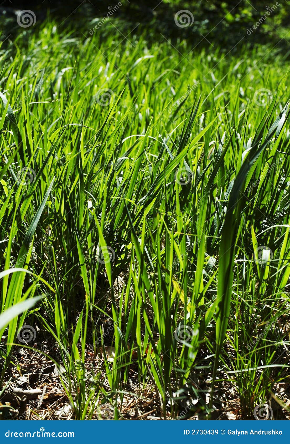 Groen gras stock afbeelding. Image of levensstijlen, begin - 2730439