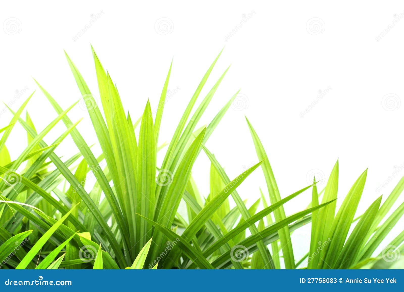 Groen gras stock afbeelding. Image of gras, geïsoleerd - 27758083