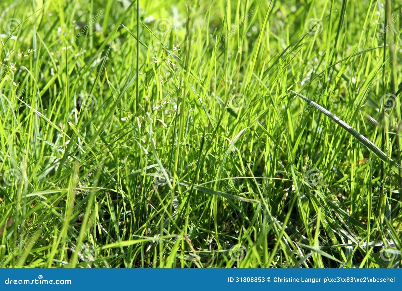 Groen gras stock afbeelding. Image of gras, versheid - 31808853