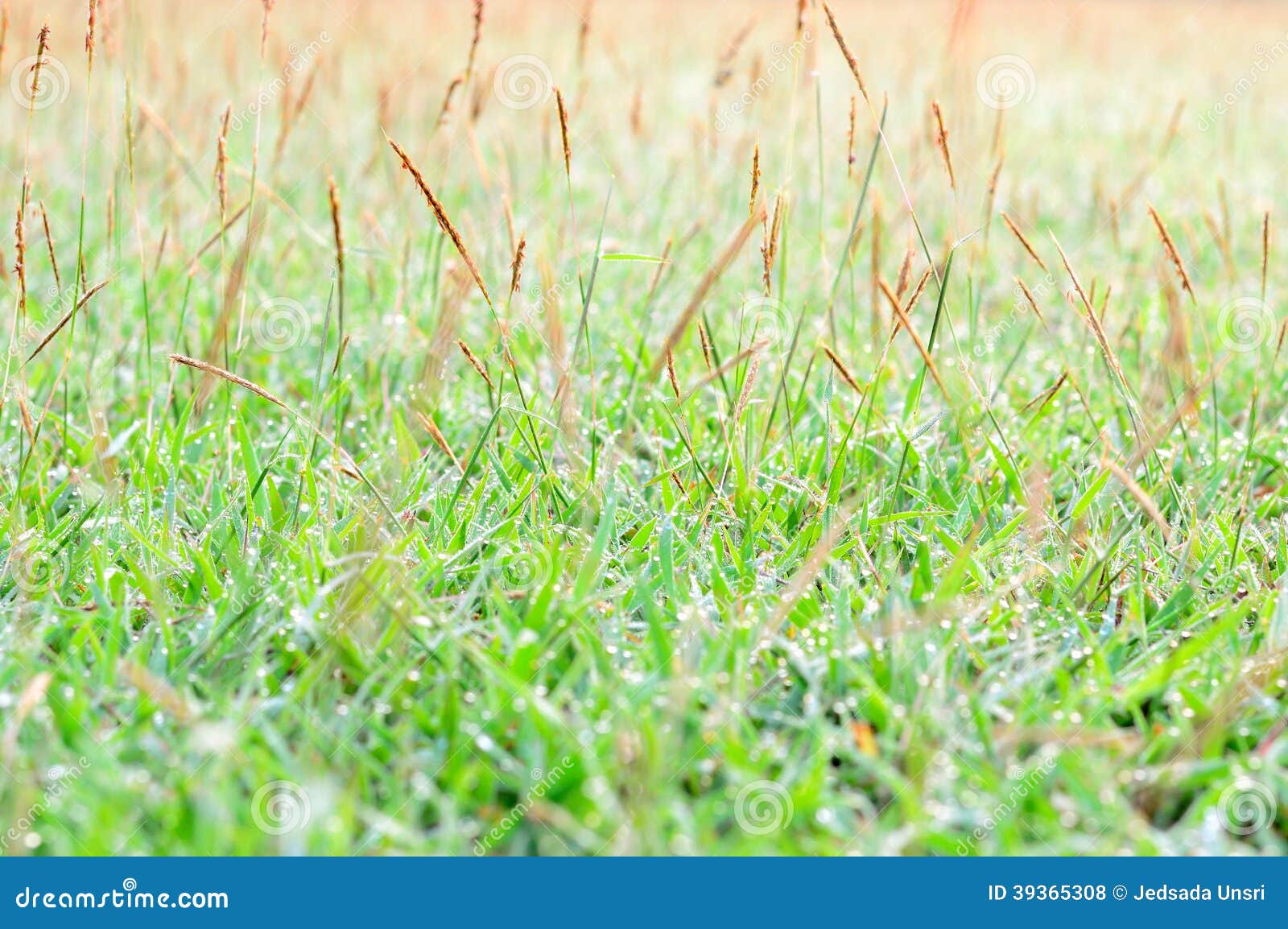 Groen gras stock foto. Image of lente, mening, niemand - 39365308