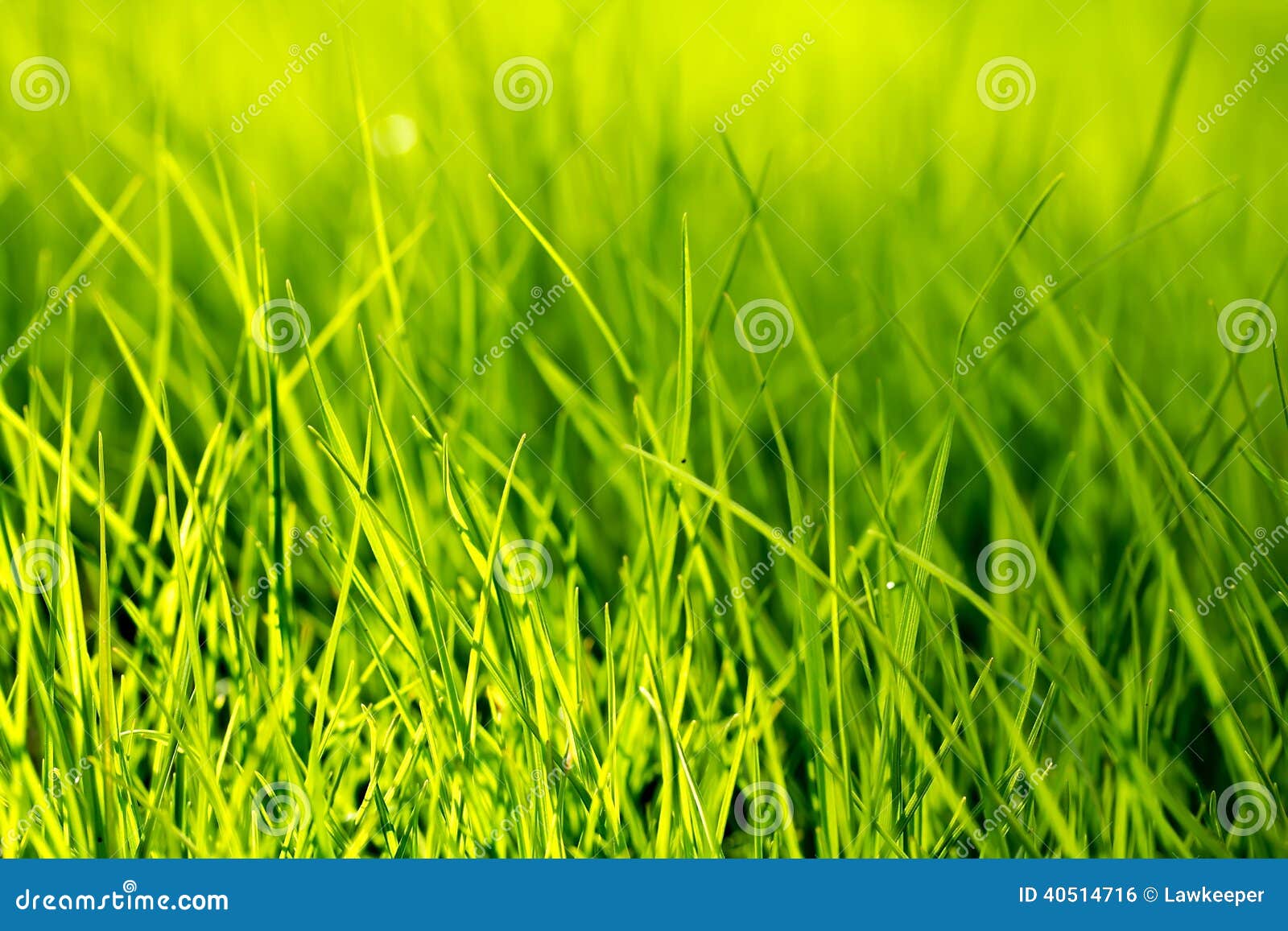 Groen gras stock foto. Image of glanzend, park, zomer - 40514716