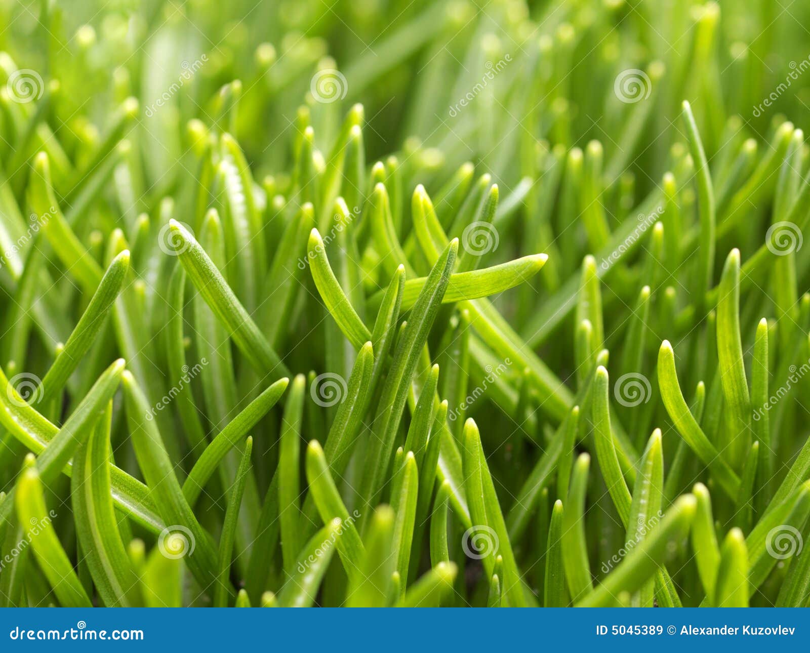 Groen gras stock afbeelding. Image of breekbaarheid, uitgelijnd - 5045389