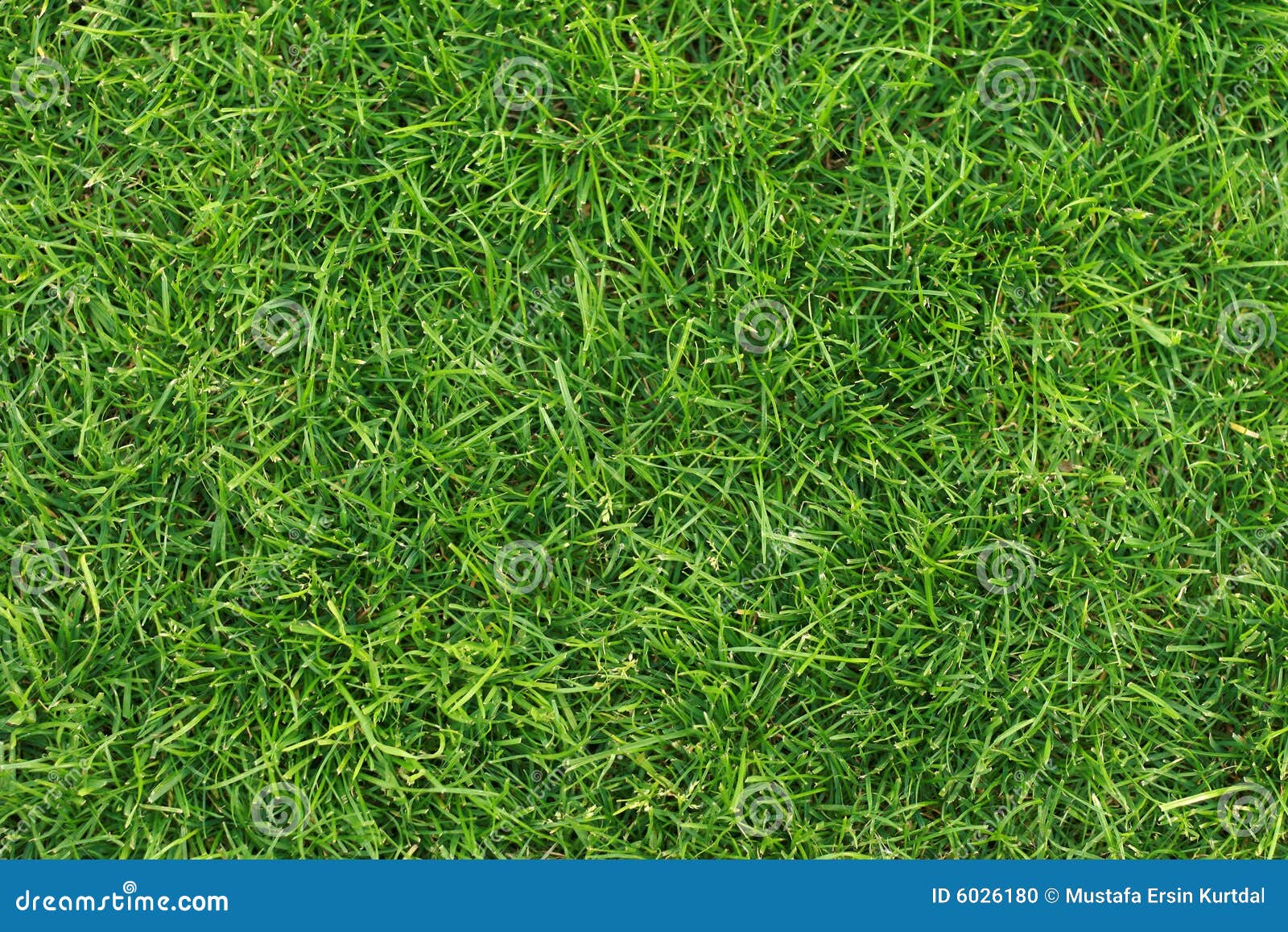 Groen gras stock foto. Image of lente, sluit, nave, achtergrond - 6026180