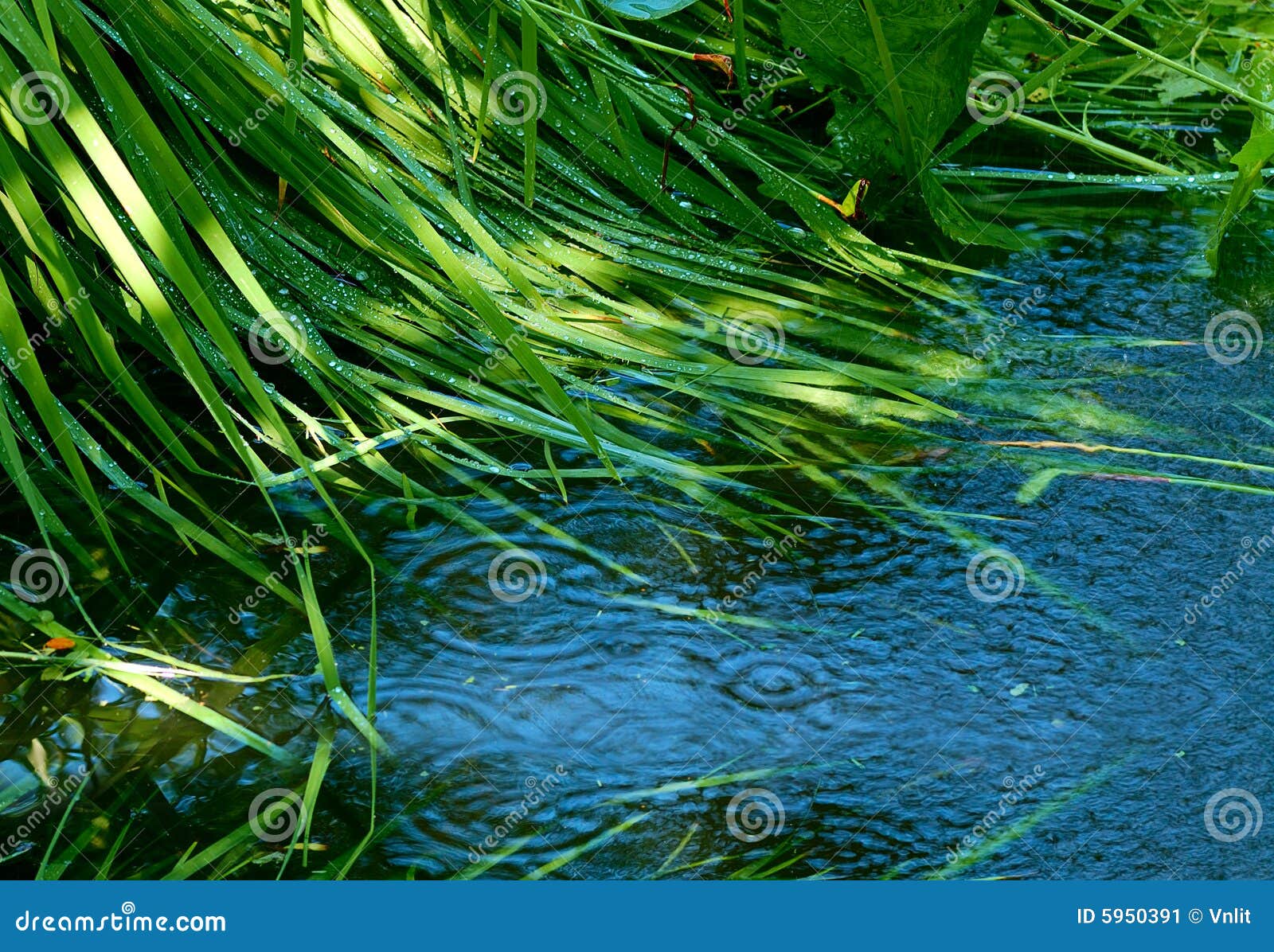 Groen gras en blauw water stock afbeelding. Image of buiten - 5950391