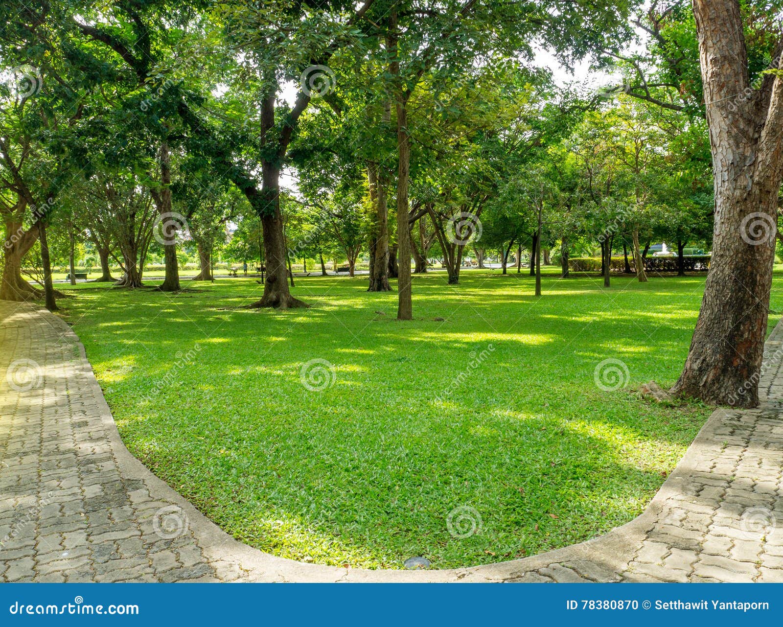 Groen Gras En Veel Van Bomen in Het Openbare Park in Thailand Stock ...