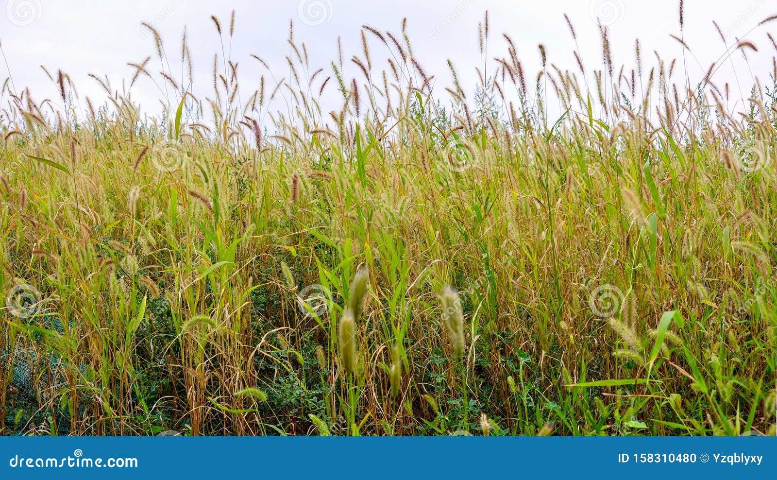 Groen gras stock foto. Afbeelding bestaande uit groen - 158310480