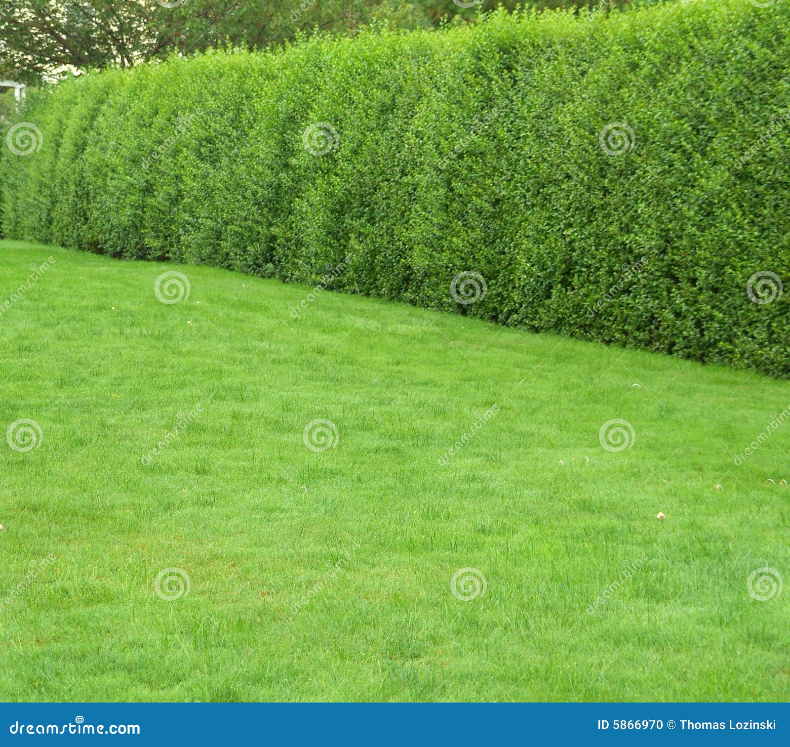 Groen gras met hagen stock foto. Image of lacrosse, landschap - 5866970