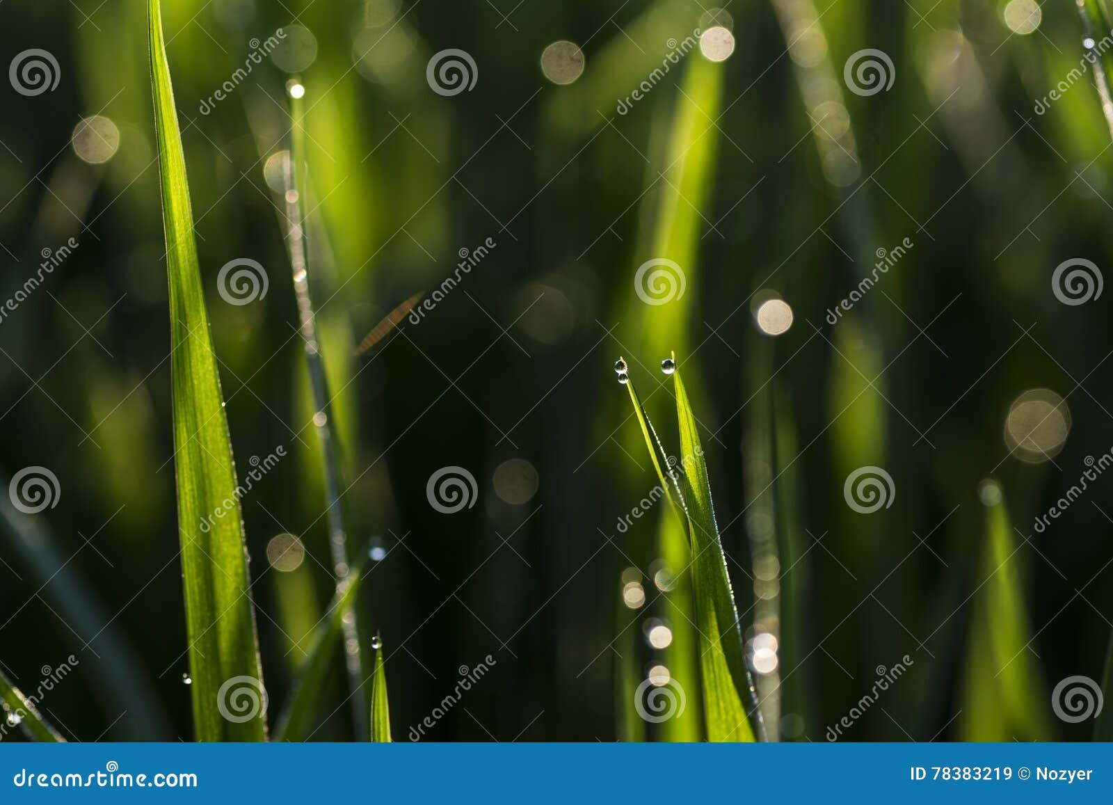 Groen Gras Met Water Vage Achtergrond Stock Afbeelding - Image of ronde ...