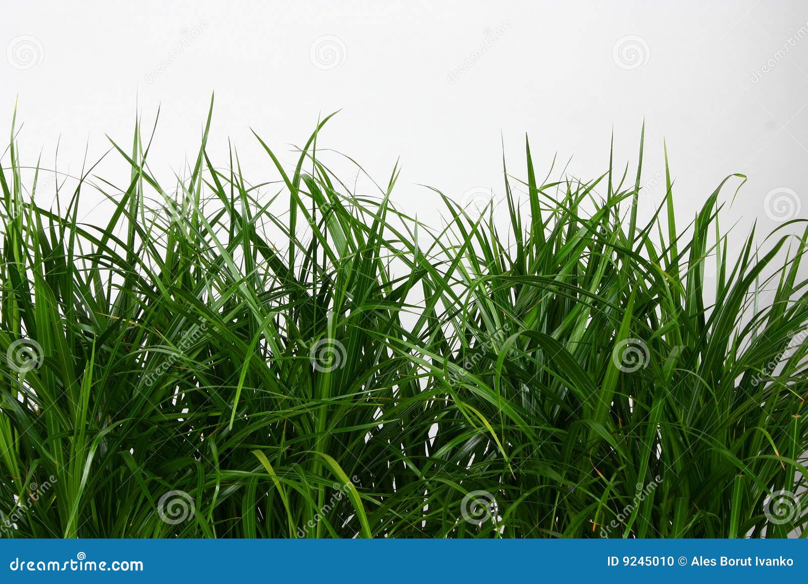Groen Gras Op Witte Achtergrond Stock Foto - Image of groen, scherp ...