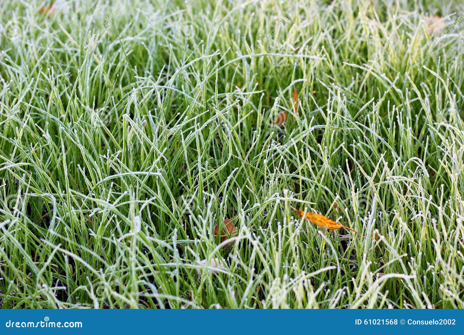 Groen gras in rijp stock foto. Image of vorst, najaar - 61021568