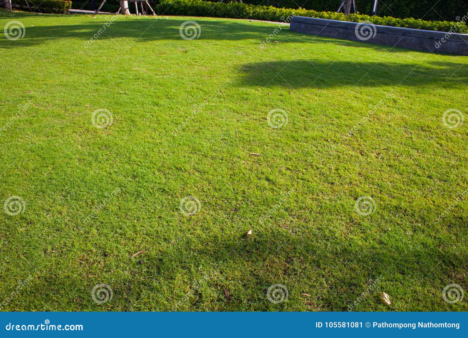 Groen gras in tuin stock afbeelding. Image of vrijetijdsbesteding ...