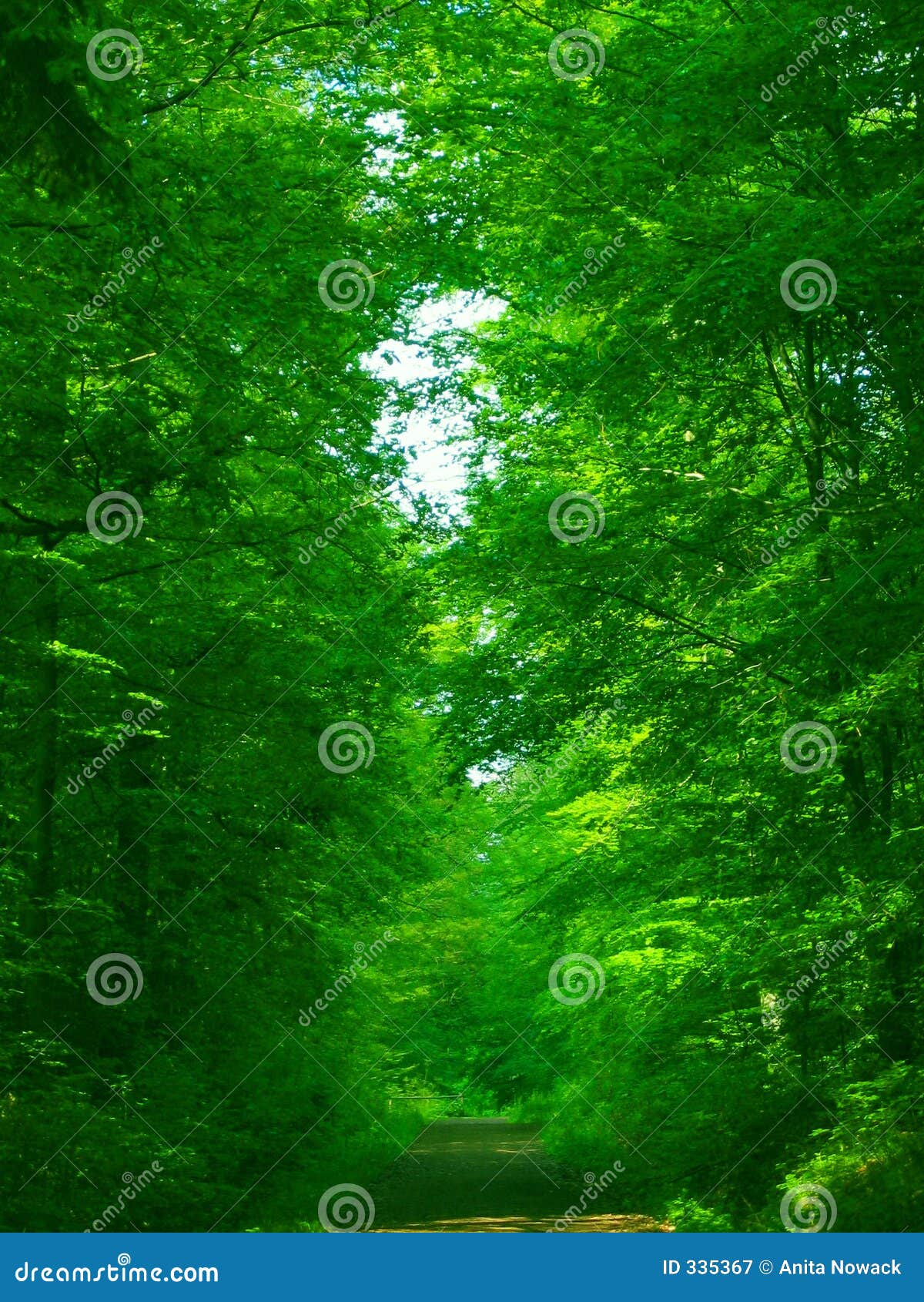 Groen groen bos stock afbeelding. Image of bladeren, stijging - 335367