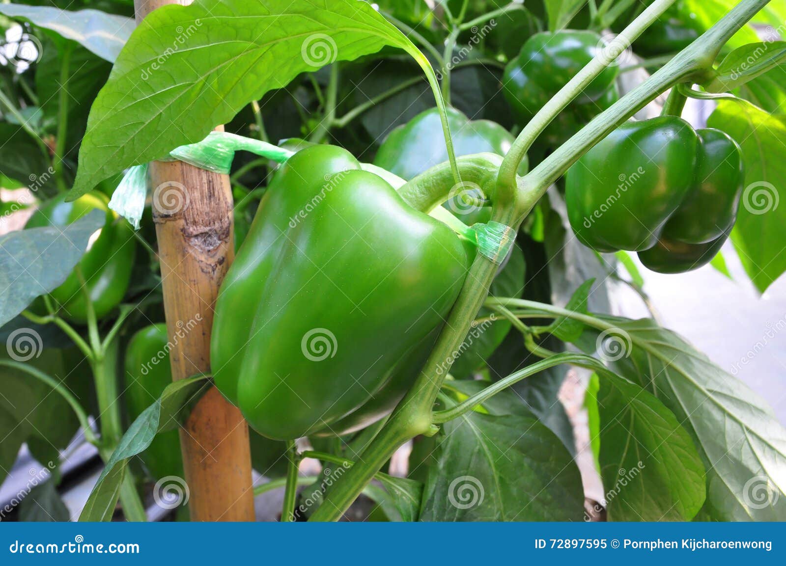 Groen Groene Paprika of Capsicum Stock Afbeelding - Image of vegetariër ...