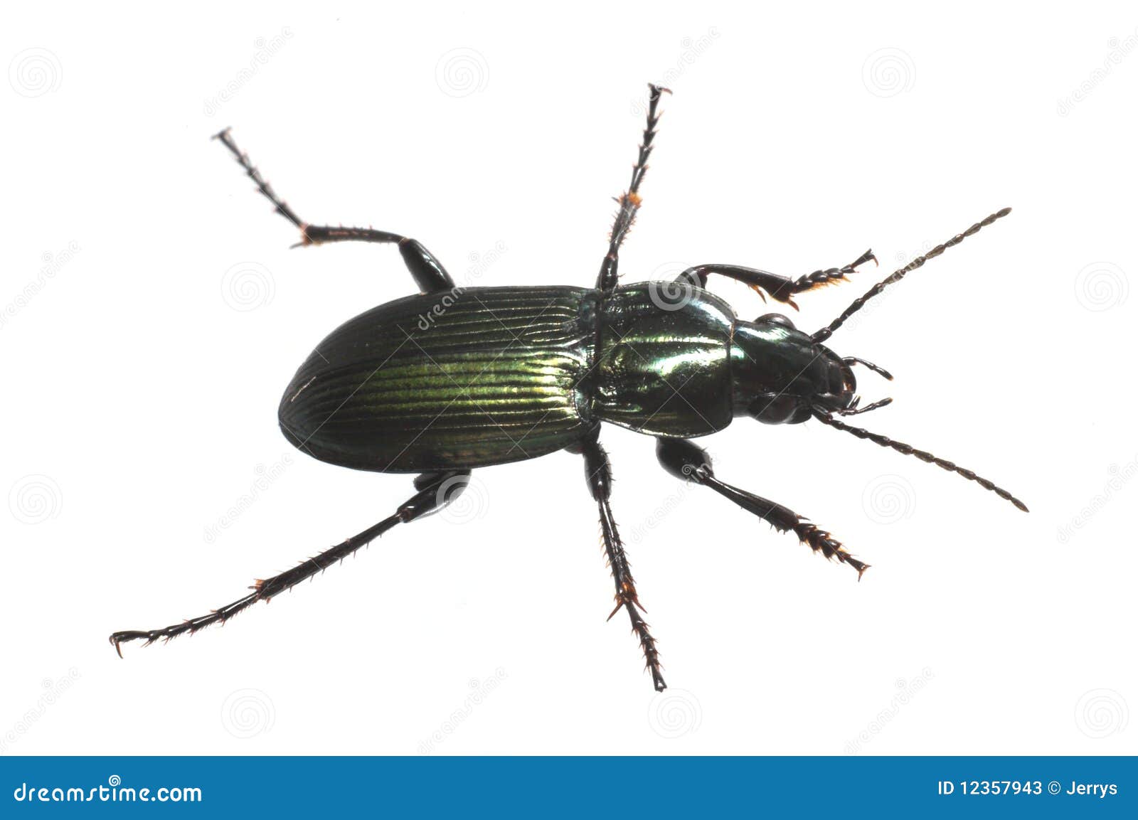 Groen Insect stock afbeelding. Image of klein, nave, insect - 12357943