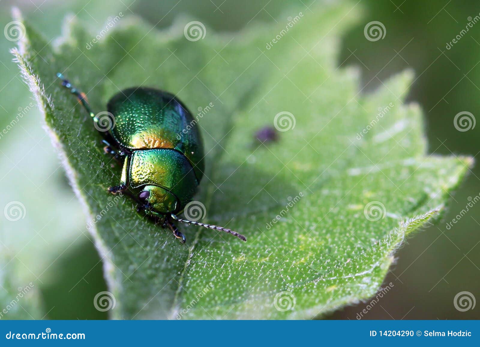 Groen insect stock foto. Image of rood, nave, macro, zwart - 14204290