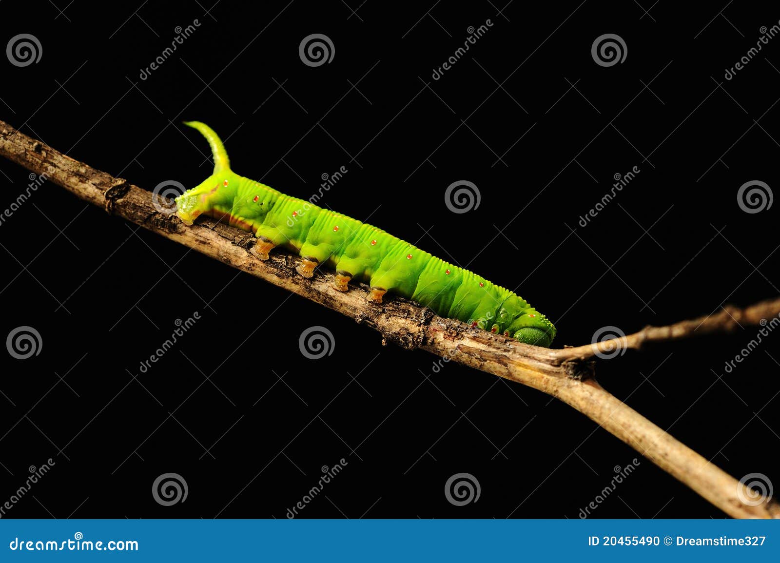 Groen insect stock foto. Image of rupsband, wild, nave - 20455490