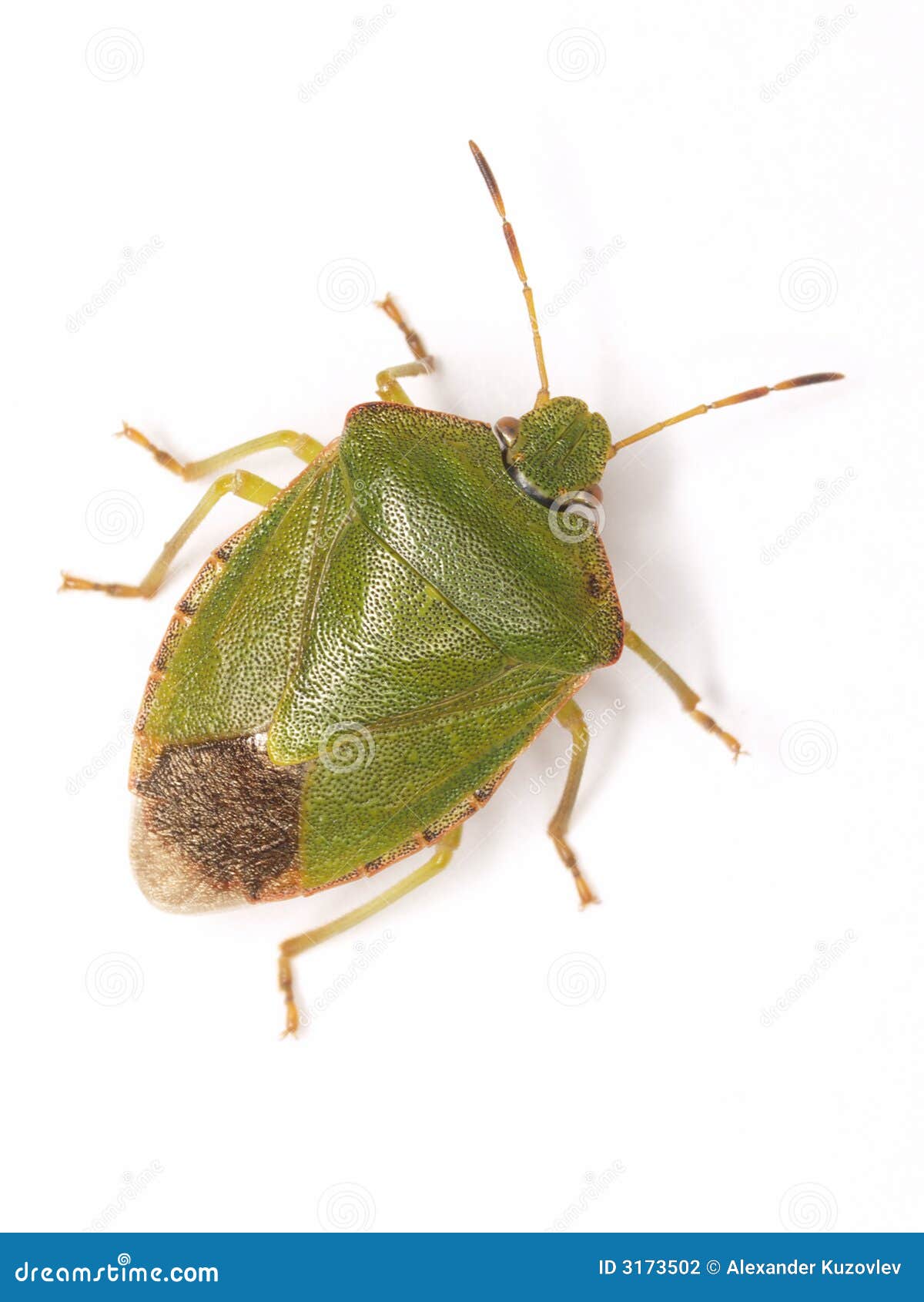 Groen insect stock foto. Image of vleugel, kruipen, ongewervelde - 3173502