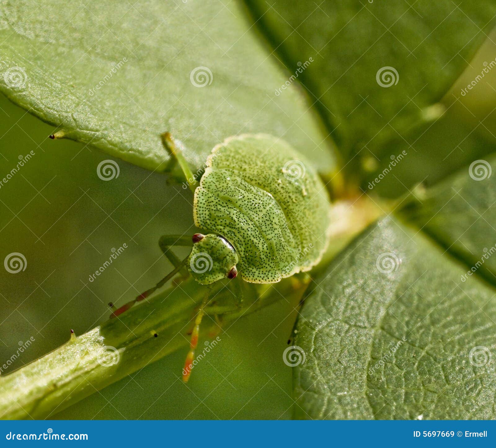Groen insect stock afbeelding. Image of tentakel, installatie - 5697669