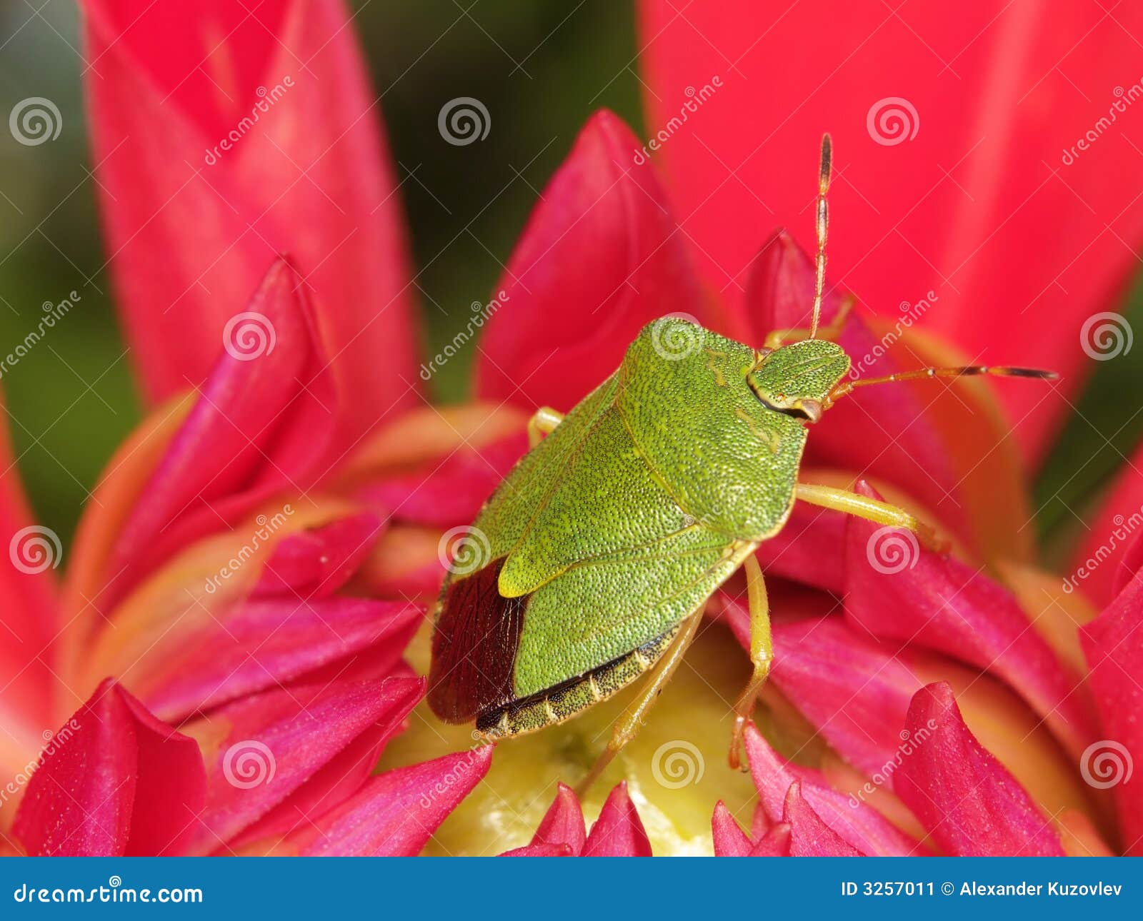 Groen insect in bloem stock afbeelding. Image of vliegen - 3257011