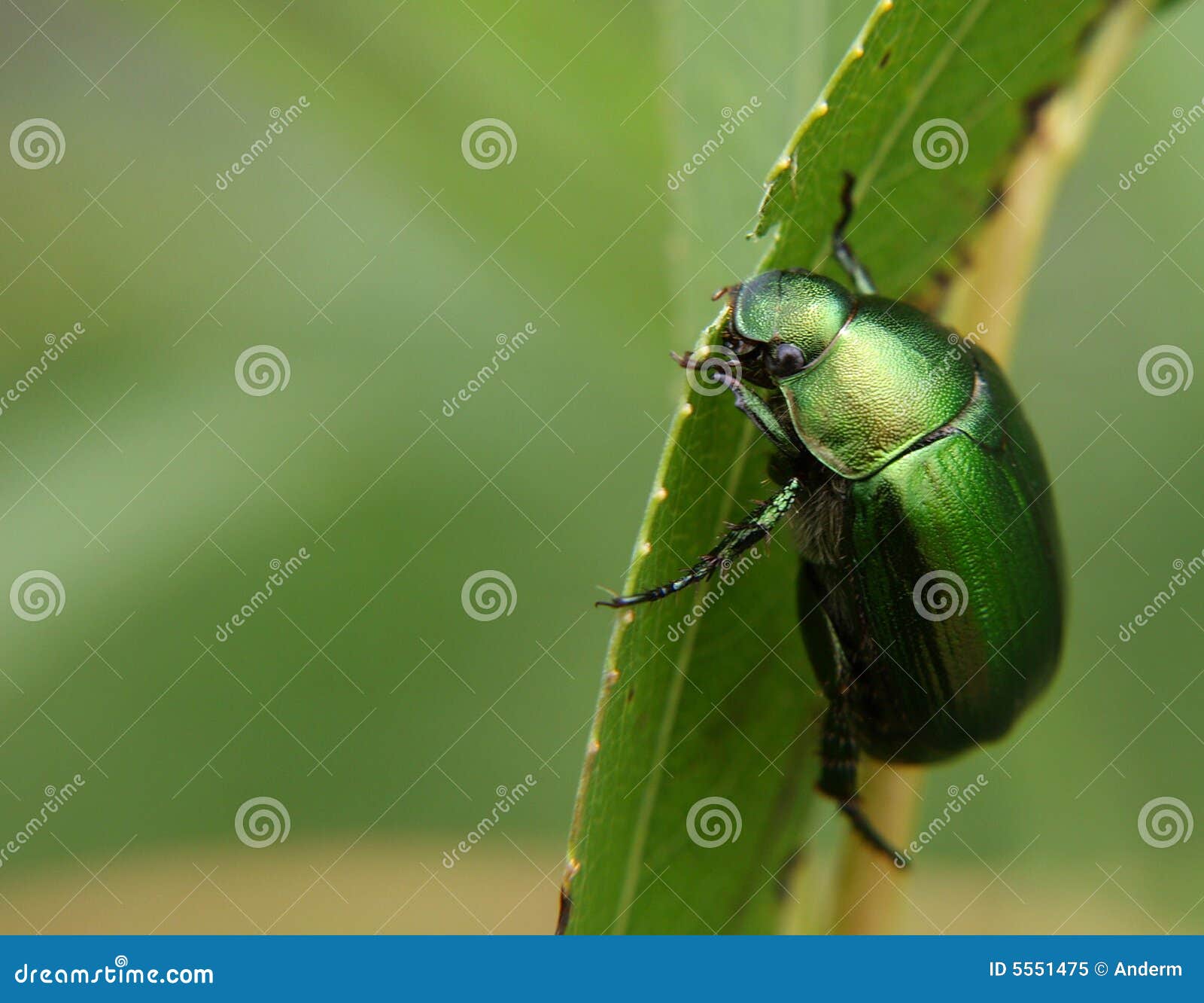 Groen insect dat blad eet stock afbeelding. Image of spookachtig - 5551475