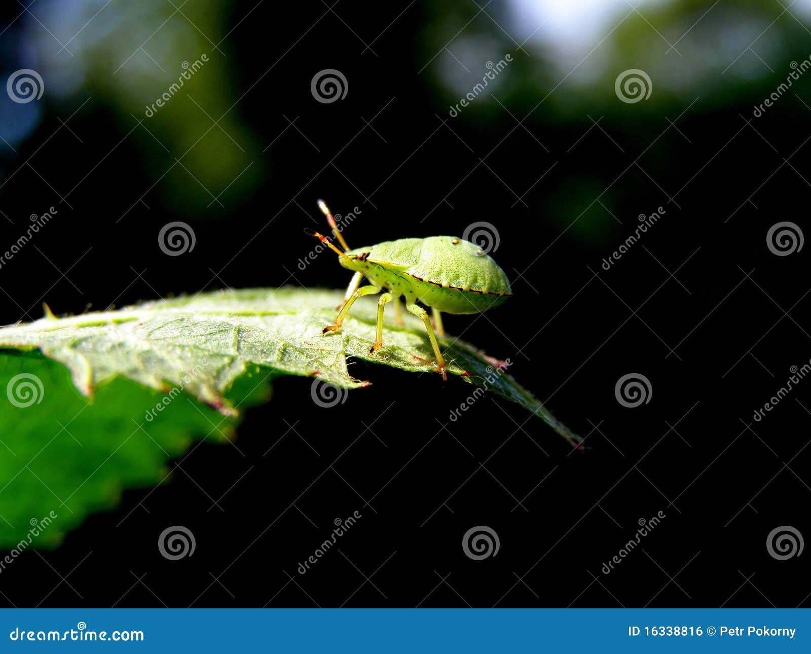 Groen insect en blad stock foto. Image of charmant, contrasterend ...